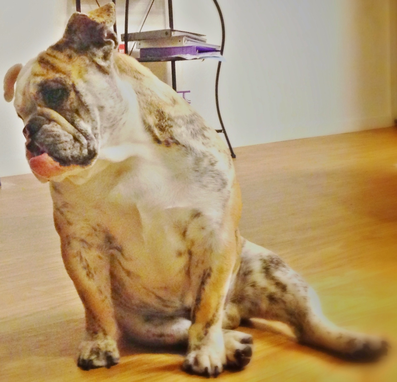 Free-Lance Bulldog | GreatDogSite