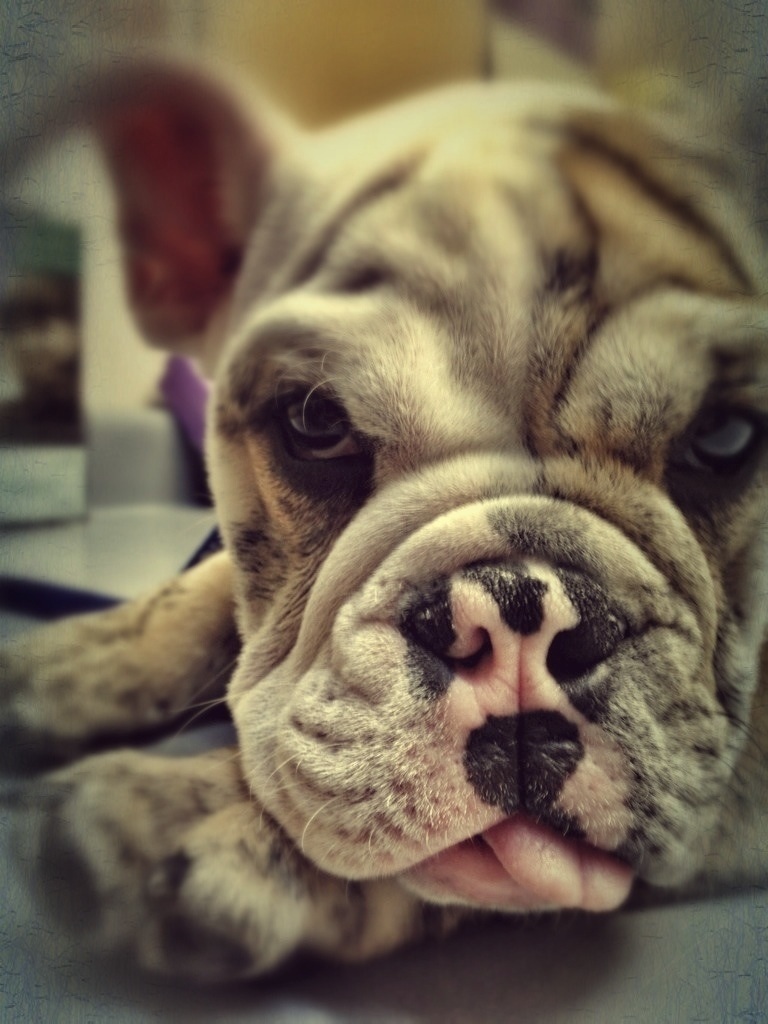 Free-Lance Bulldog | GreatDogSite