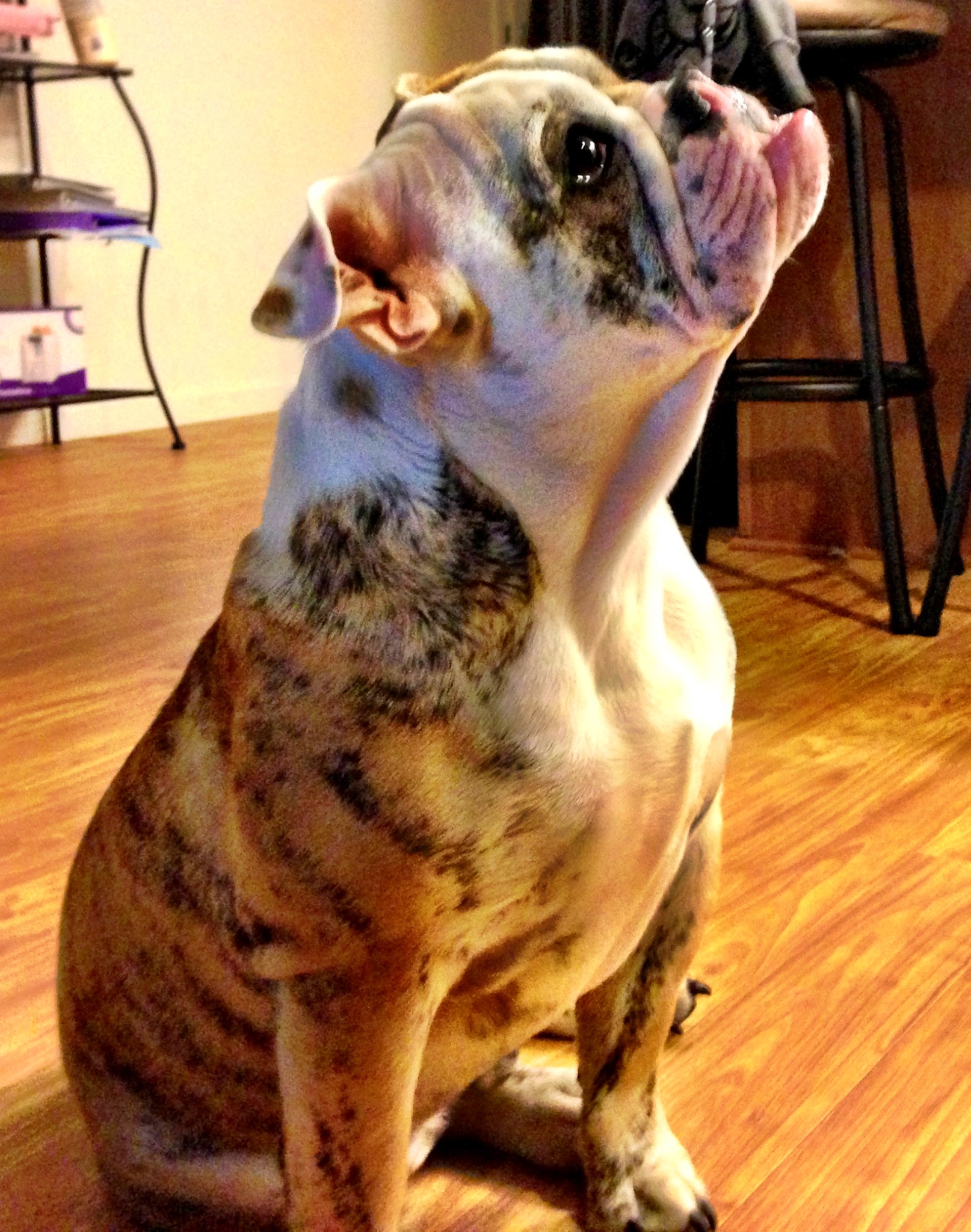 Free-Lance Bulldog | GreatDogSite