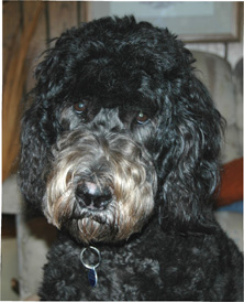 Giant Schnoodle | GreatDogSite