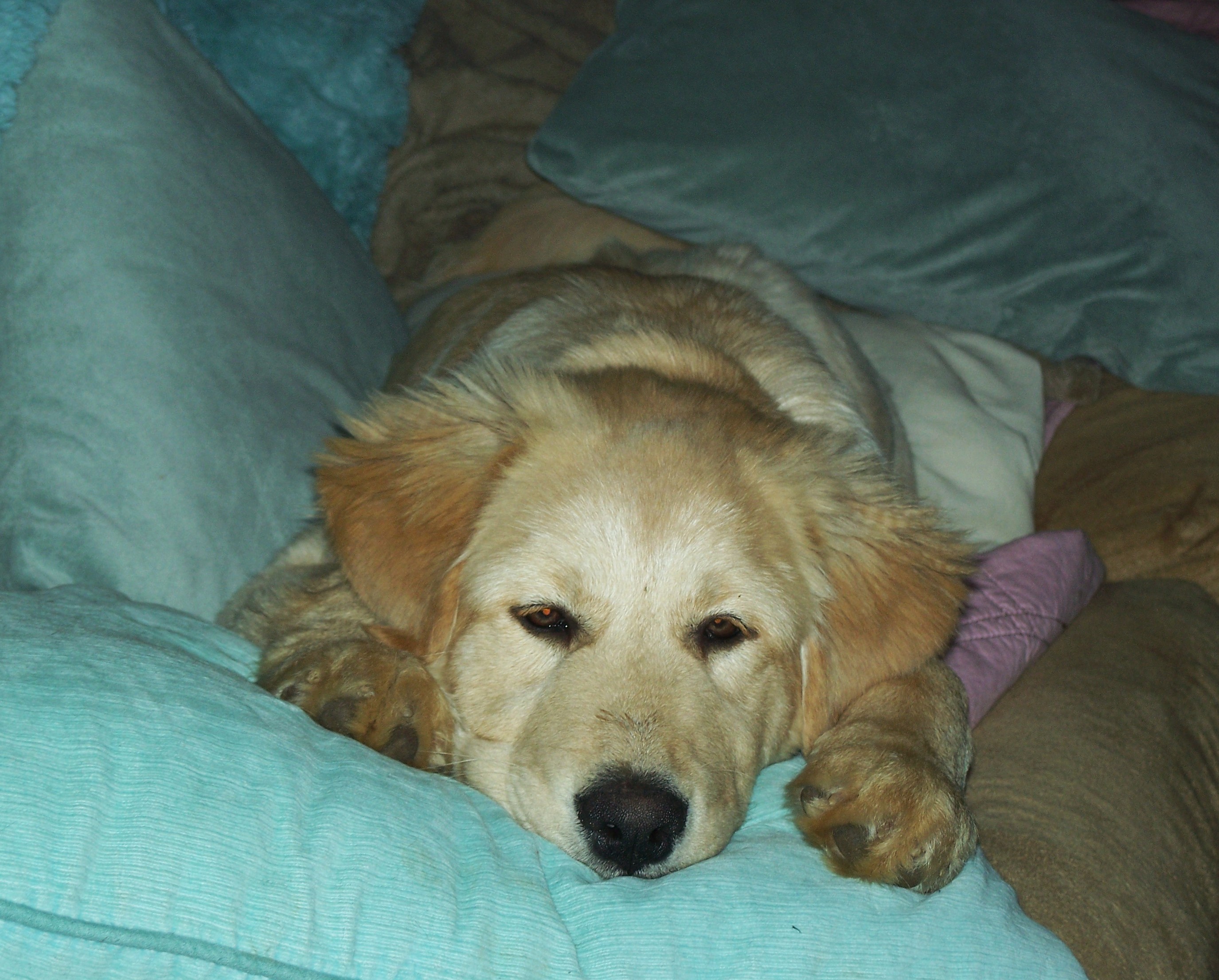 Golden Pyrenees | GreatDogSite