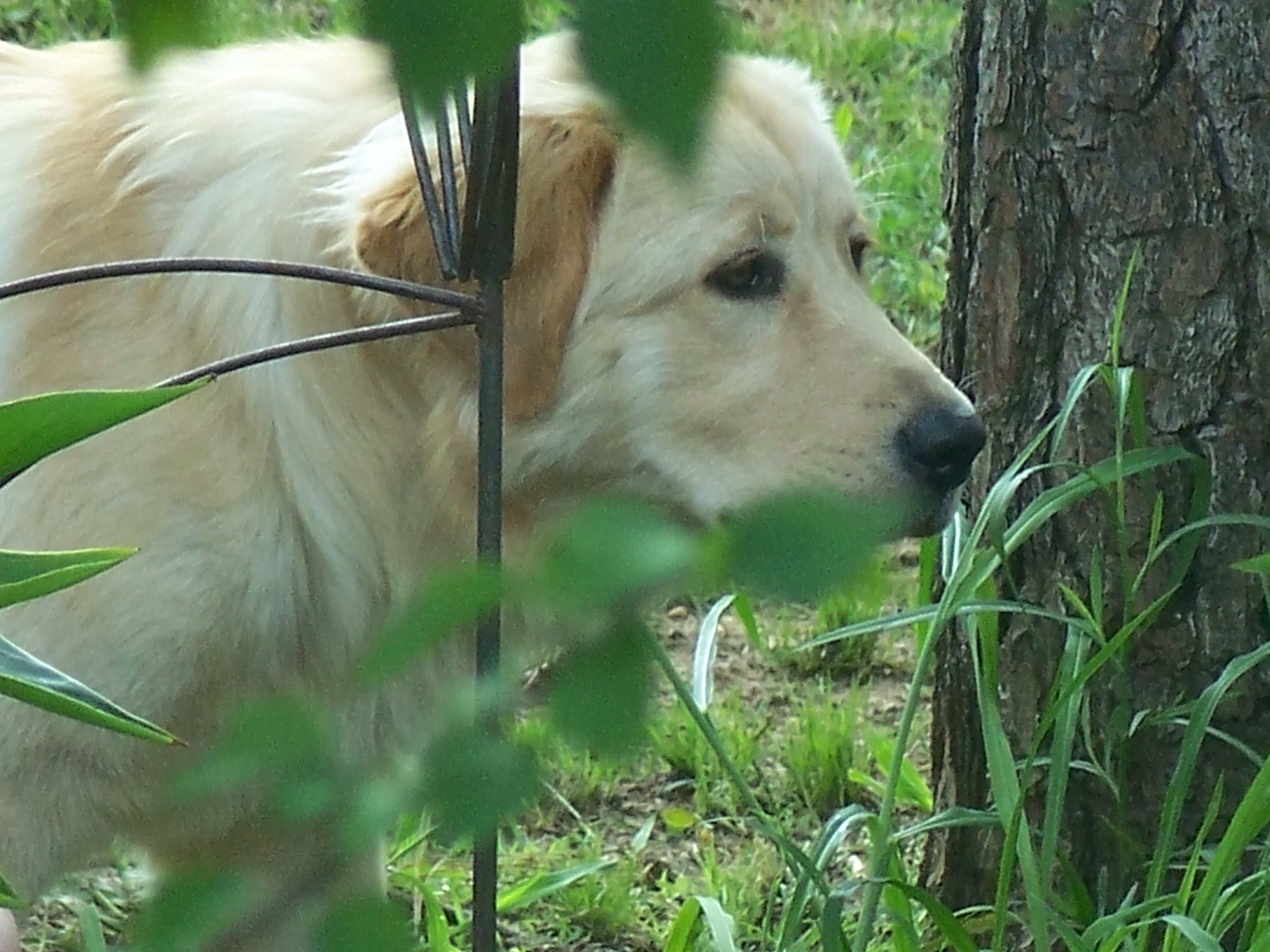 Golden Pyrenees | GreatDogSite