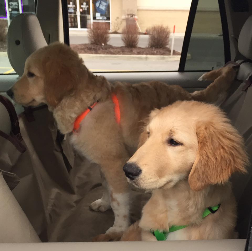 Golden Pyrenees | GreatDogSite