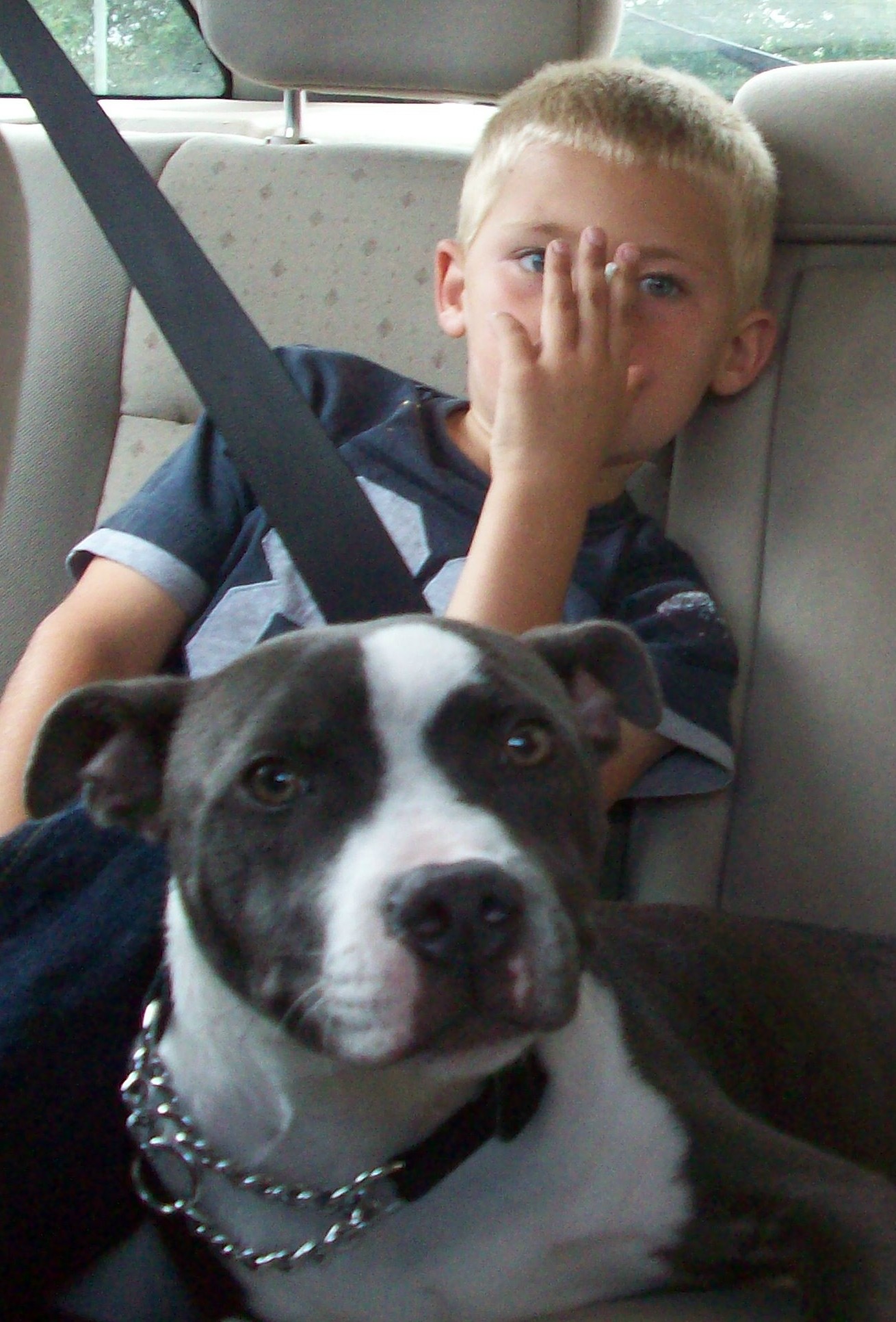 Irish Staffordshire Bull Terrier | GreatDogSite