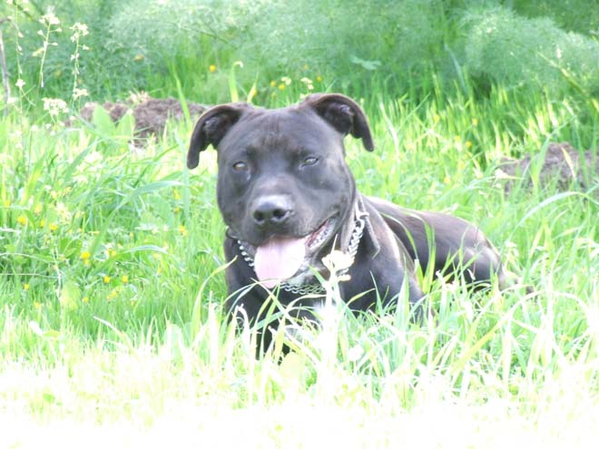 Irish Staffordshire Bull Terrier | GreatDogSite