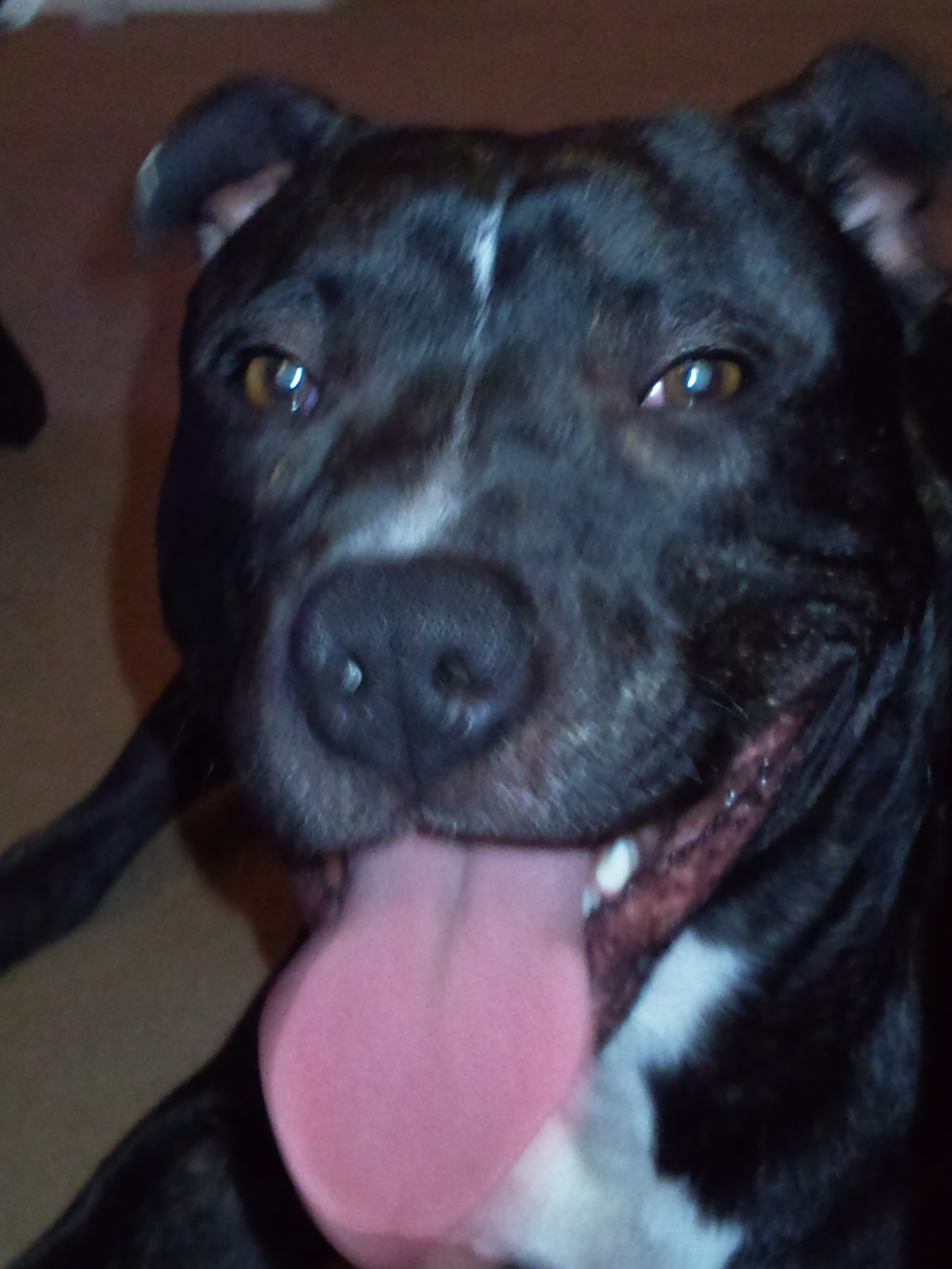 Irish Staffordshire Bull Terrier | GreatDogSite