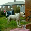 Irish Staffordshire Bull Terrier | GreatDogSite