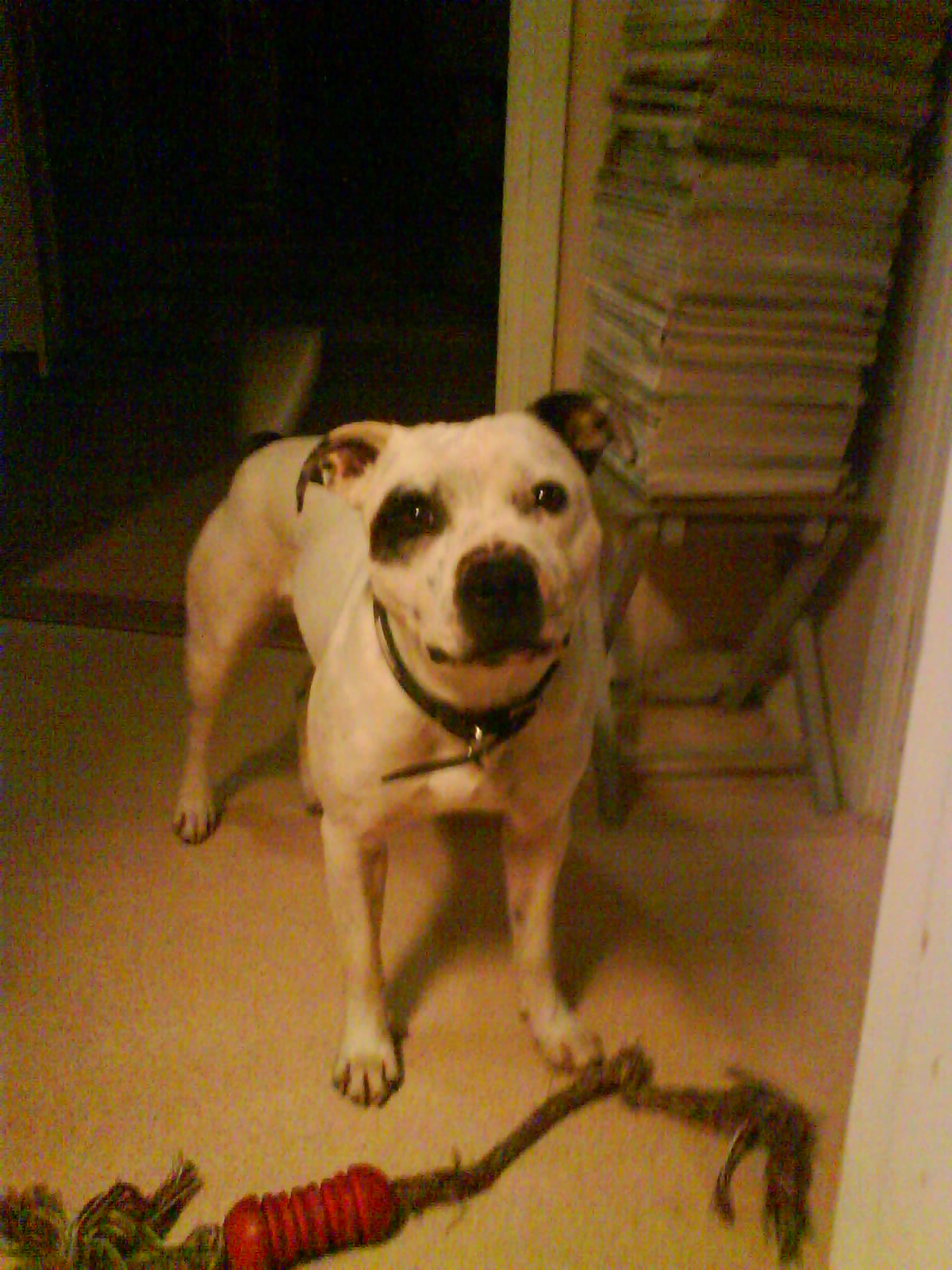 Irish Staffordshire Bull Terrier | GreatDogSite