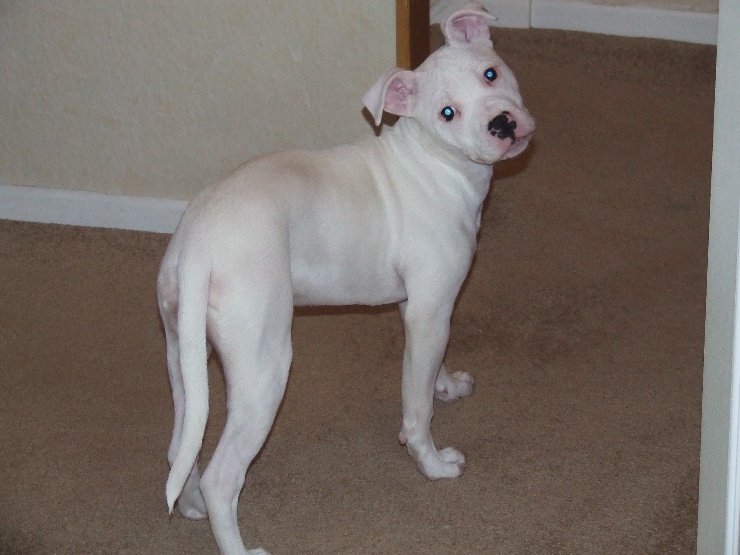 Irish Staffordshire Bull Terrier | GreatDogSite