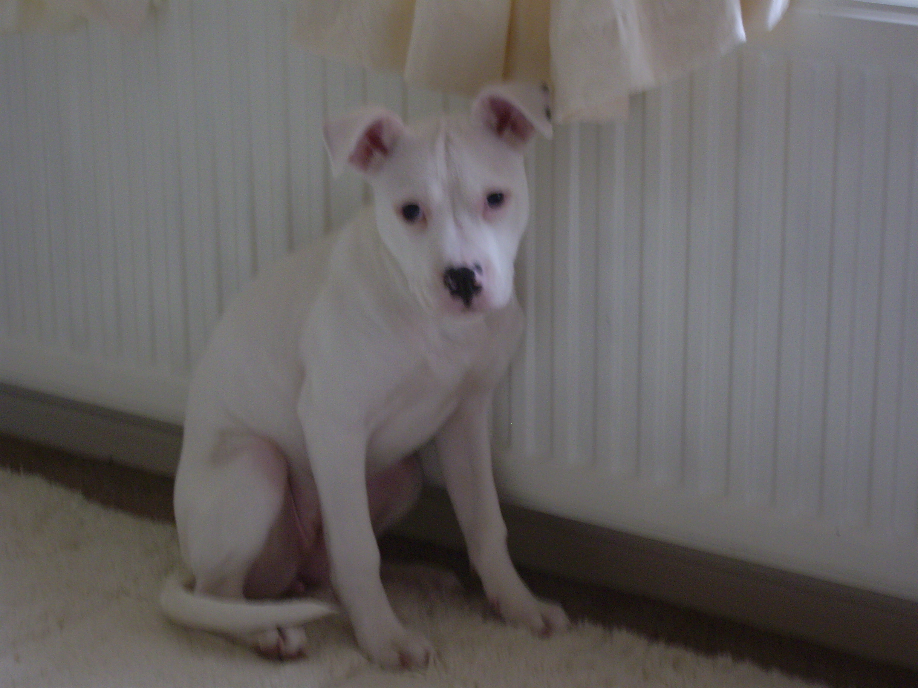 Irish Staffordshire Bull Terrier | GreatDogSite