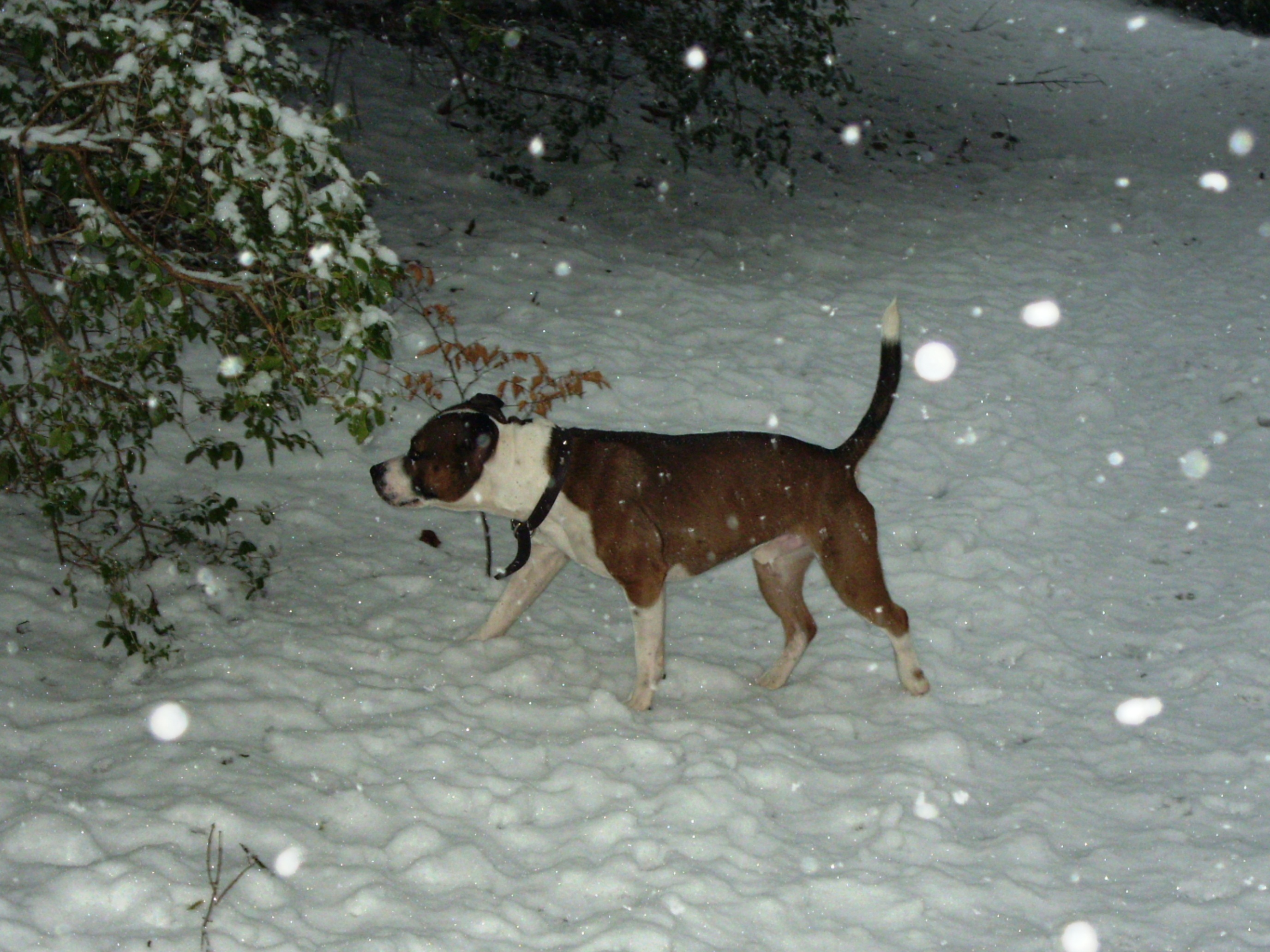 Irish Staffordshire Bull Terrier | GreatDogSite