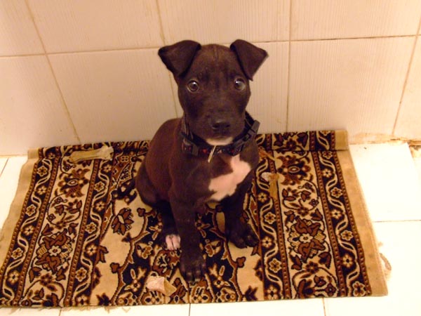 Irish Staffordshire Bull Terrier | GreatDogSite