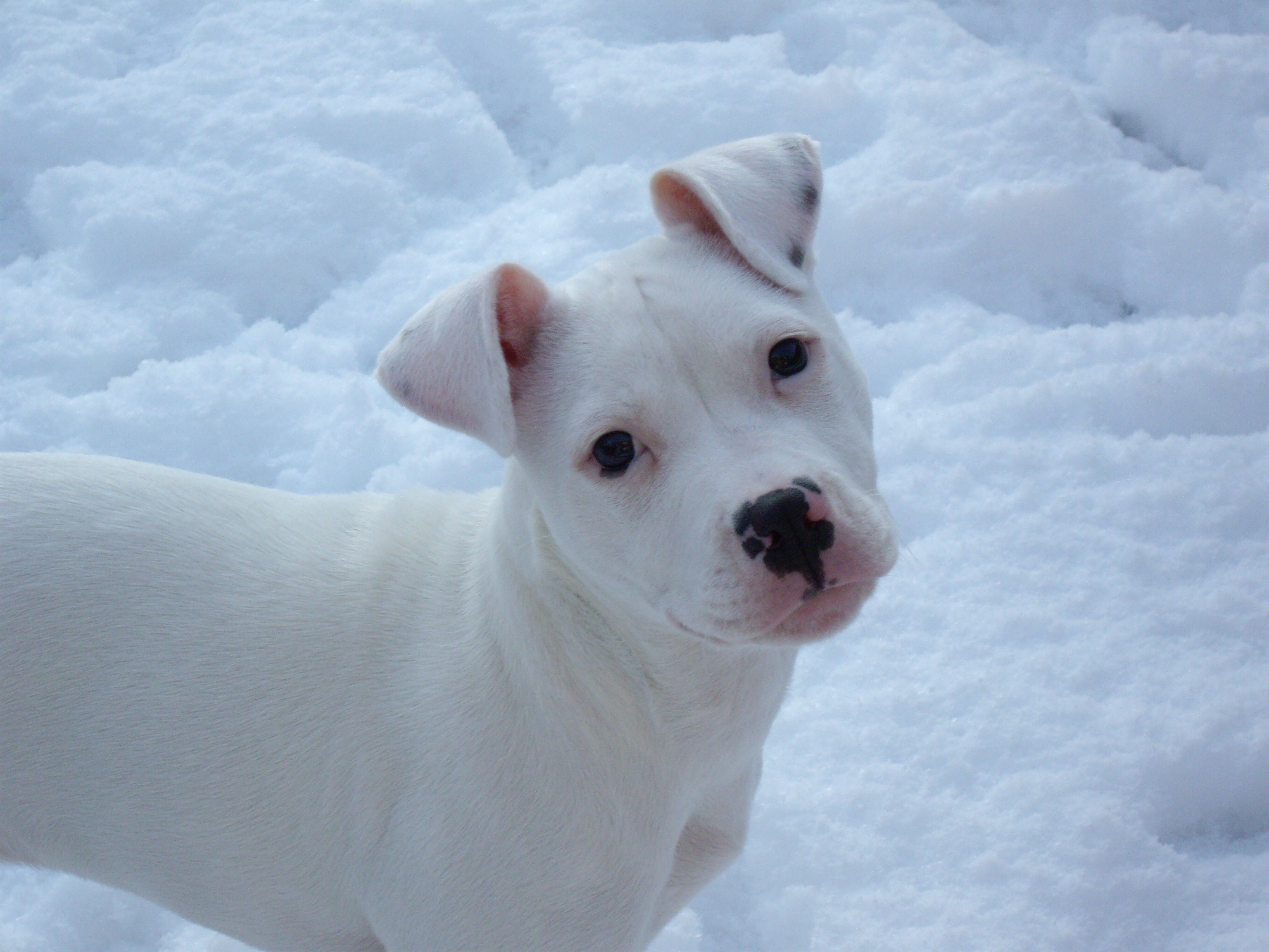 Irish Staffordshire Bull Terrier | GreatDogSite