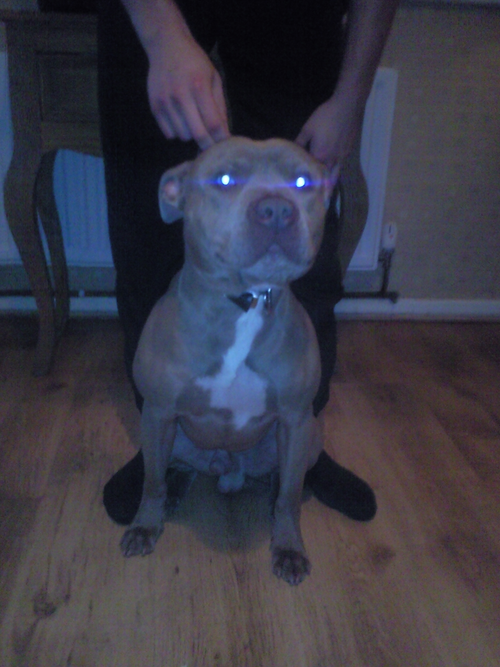 Irish Staffordshire Bull Terrier | GreatDogSite