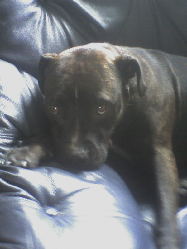 Irish Staffordshire Bull Terrier | GreatDogSite