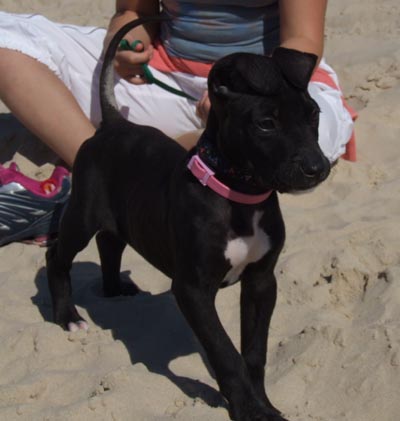 Irish Staffordshire Bull Terrier | GreatDogSite