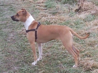 Irish Staffordshire Bull Terrier | GreatDogSite