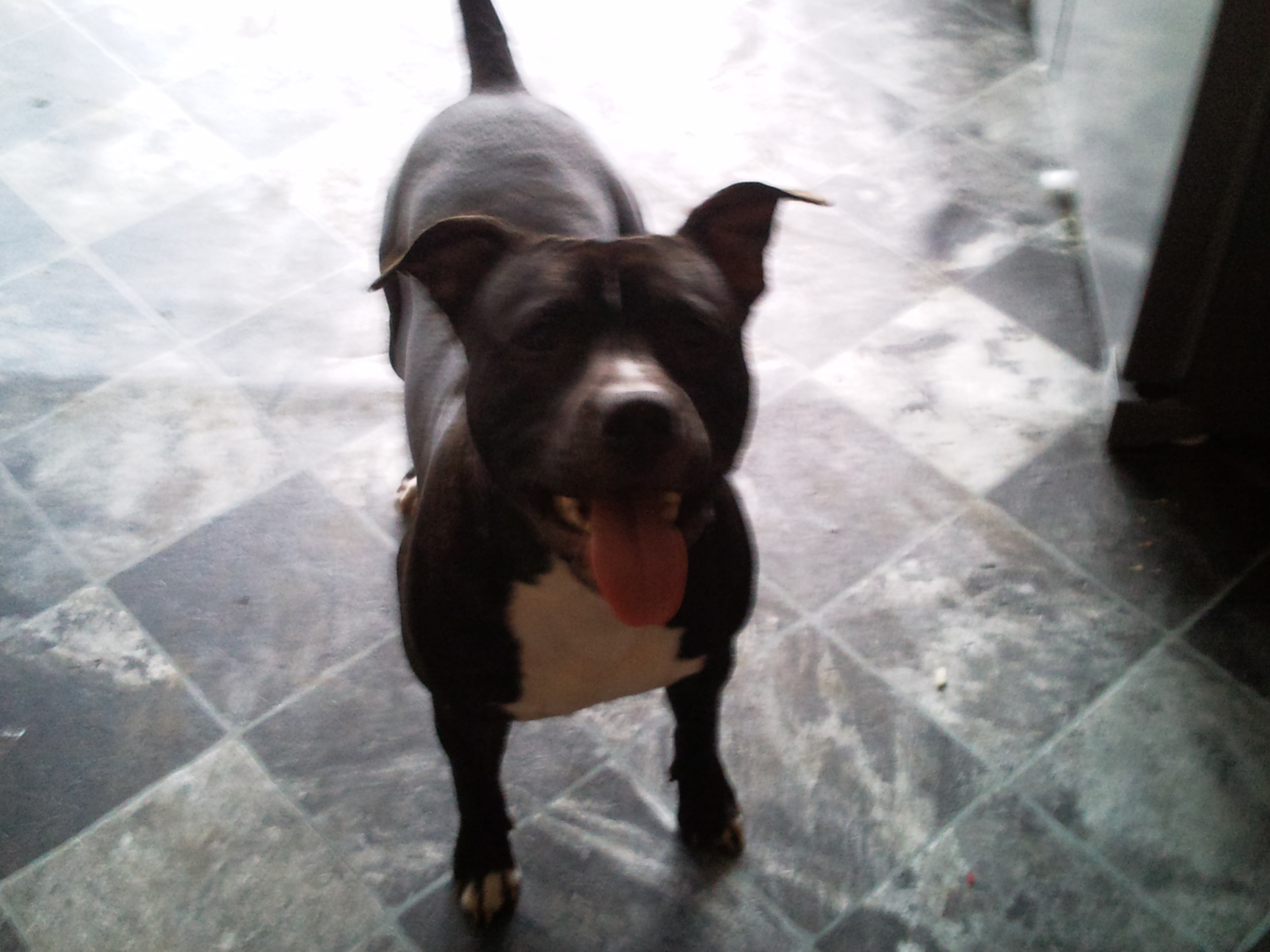 Irish Staffordshire Bull Terrier | GreatDogSite