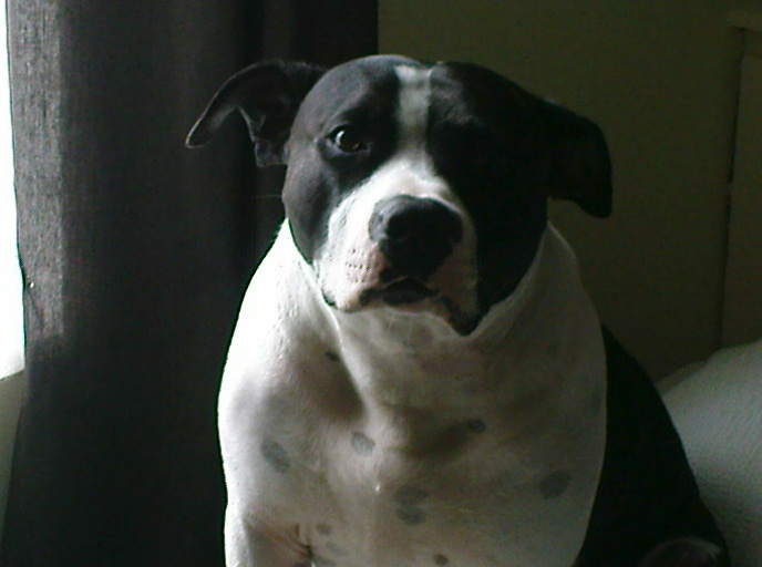 Irish Staffordshire Bull Terrier | GreatDogSite