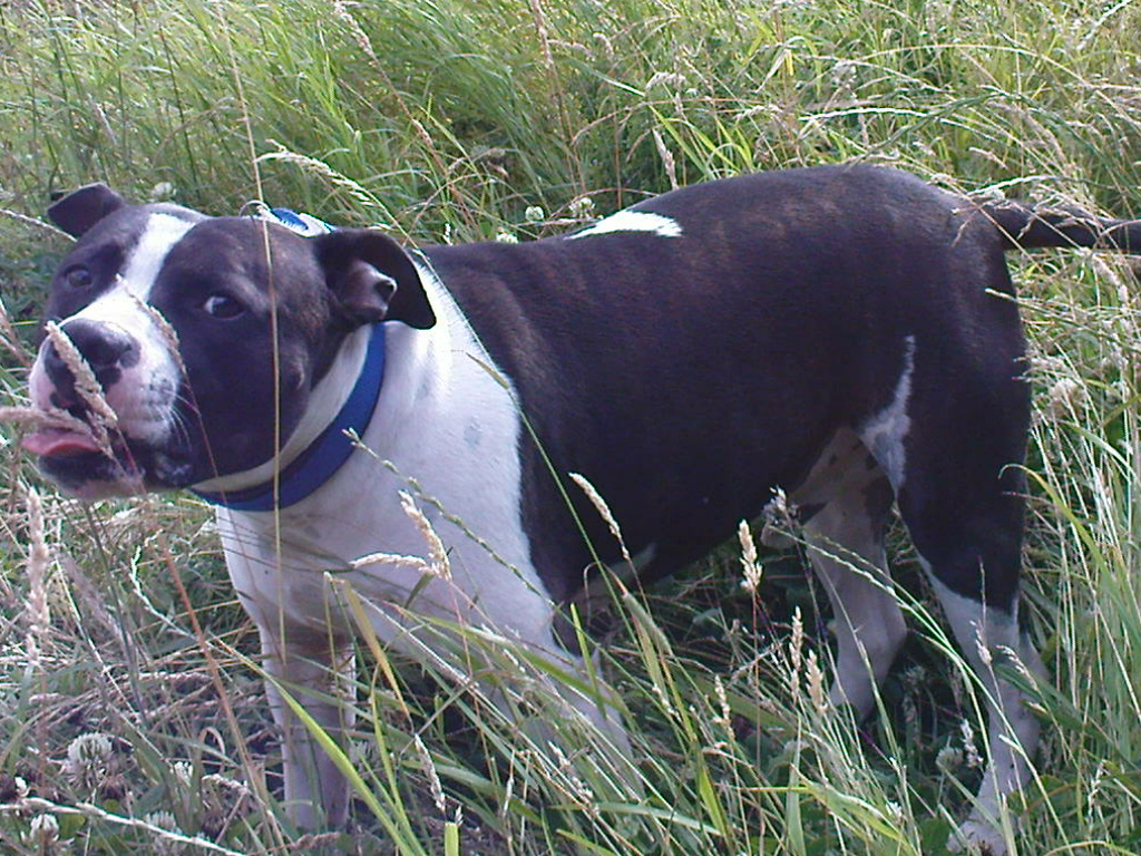 Irish Staffordshire Bull Terrier | GreatDogSite