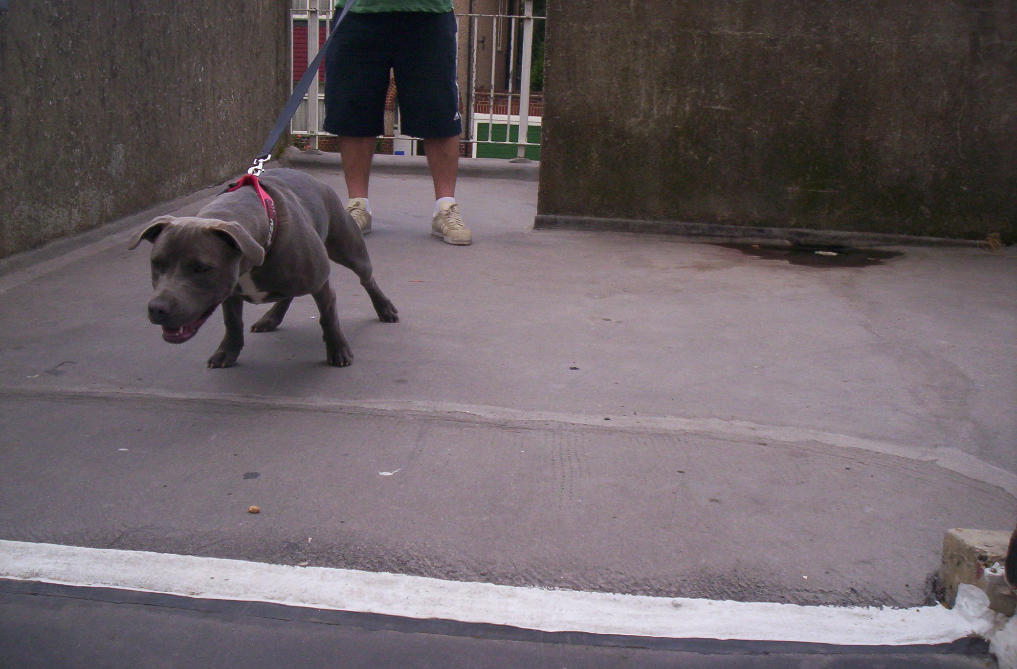 Irish Staffordshire Bull Terrier | GreatDogSite