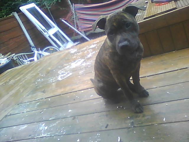 Irish Staffordshire Bull Terrier | GreatDogSite