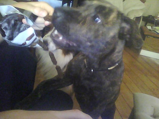 Irish Staffordshire Bull Terrier | GreatDogSite