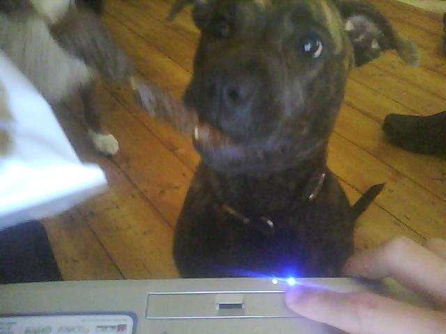 Irish Staffordshire Bull Terrier | GreatDogSite