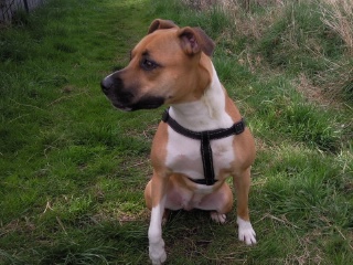 Irish Staffordshire Bull Terrier | GreatDogSite