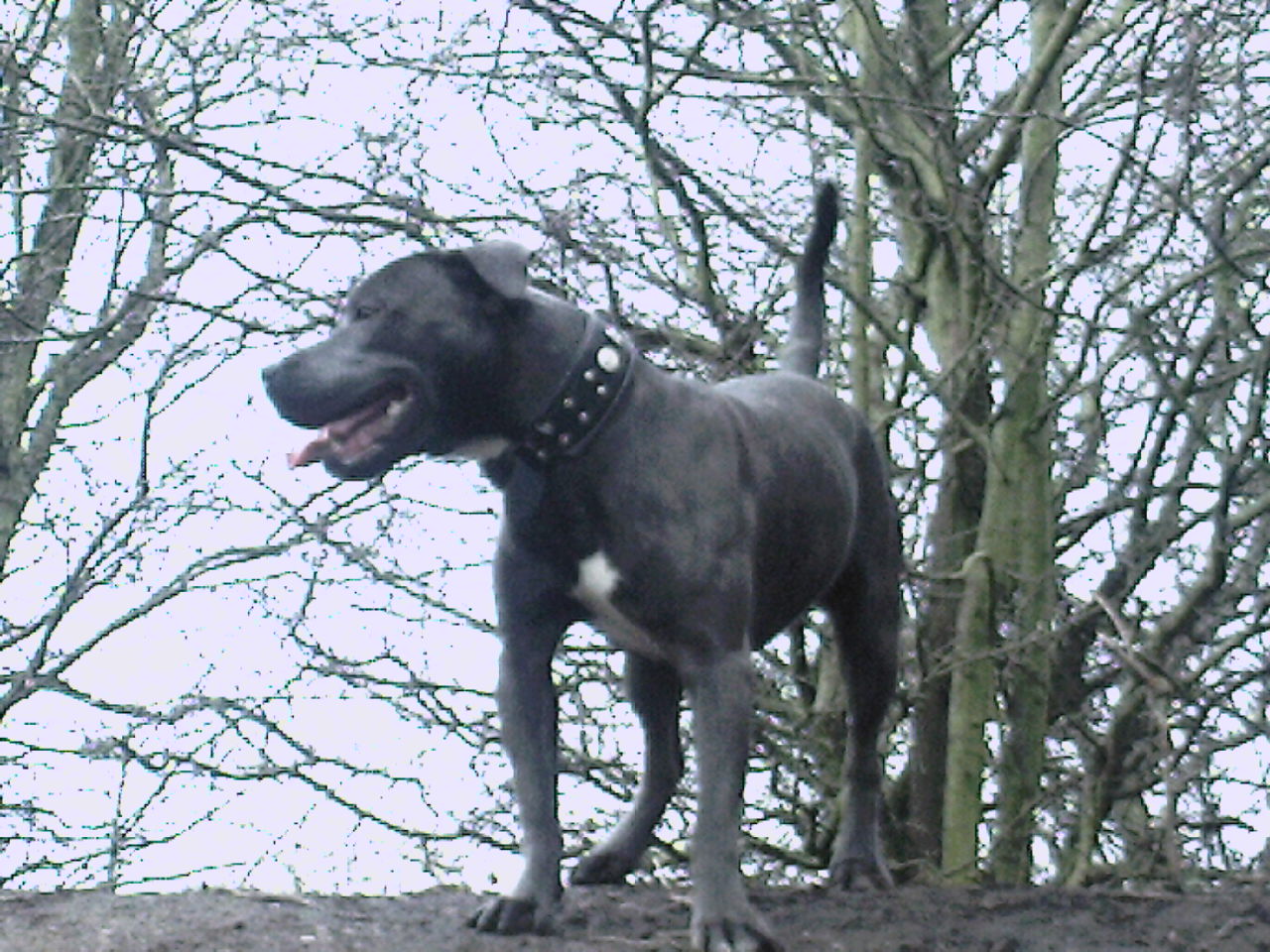 Irish Staffordshire Bull Terrier | GreatDogSite