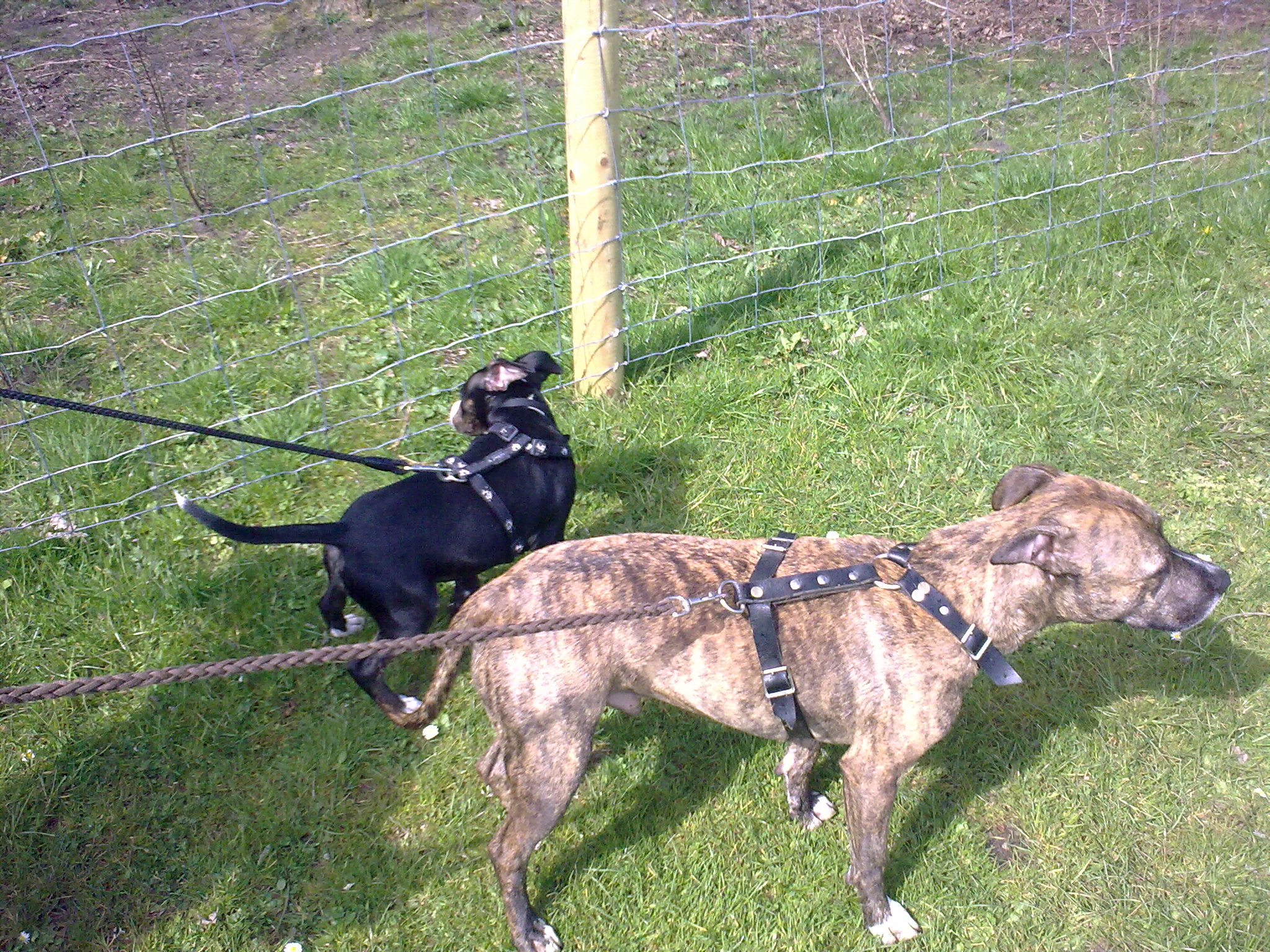 Irish Staffordshire Bull Terrier | GreatDogSite