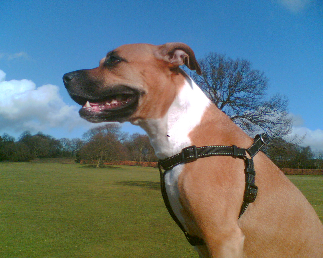 Irish Staffordshire Bull Terrier | GreatDogSite