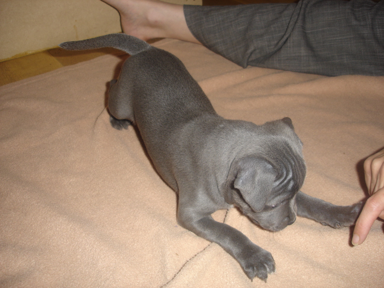 Irish Staffordshire Bull Terrier | GreatDogSite