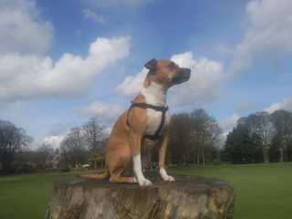 Irish Staffordshire Bull Terrier | GreatDogSite