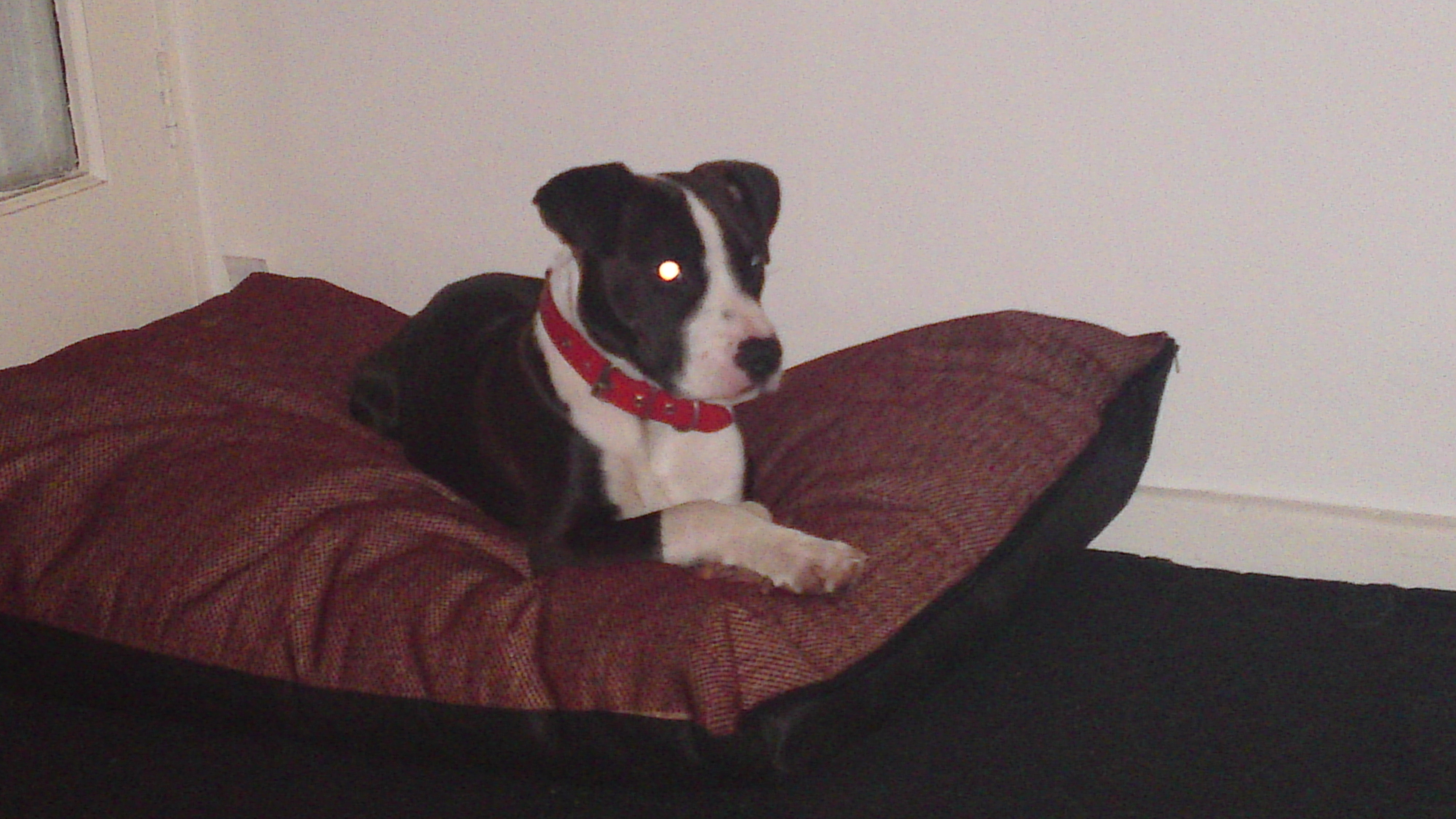 Irish Staffordshire Bull Terrier | GreatDogSite