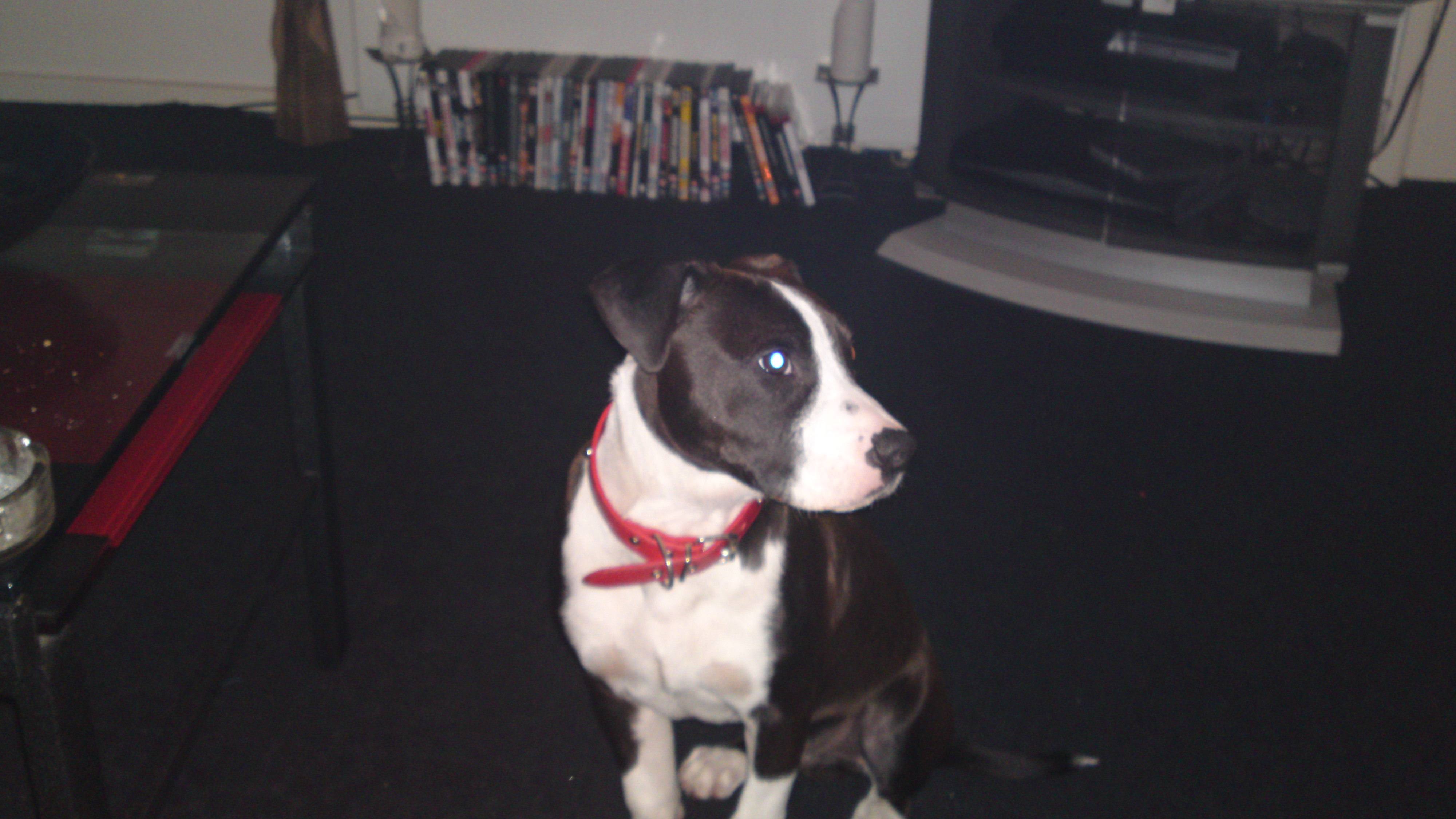 Irish Staffordshire Bull Terrier | GreatDogSite