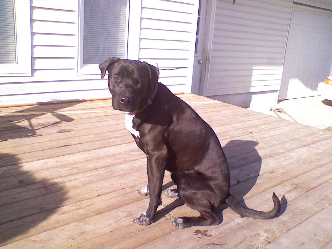 Irish Staffordshire Bull Terrier | GreatDogSite