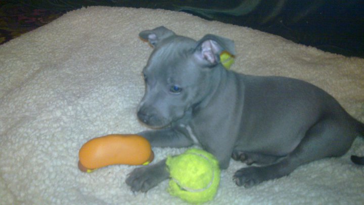 Irish Staffordshire Bull Terrier | GreatDogSite