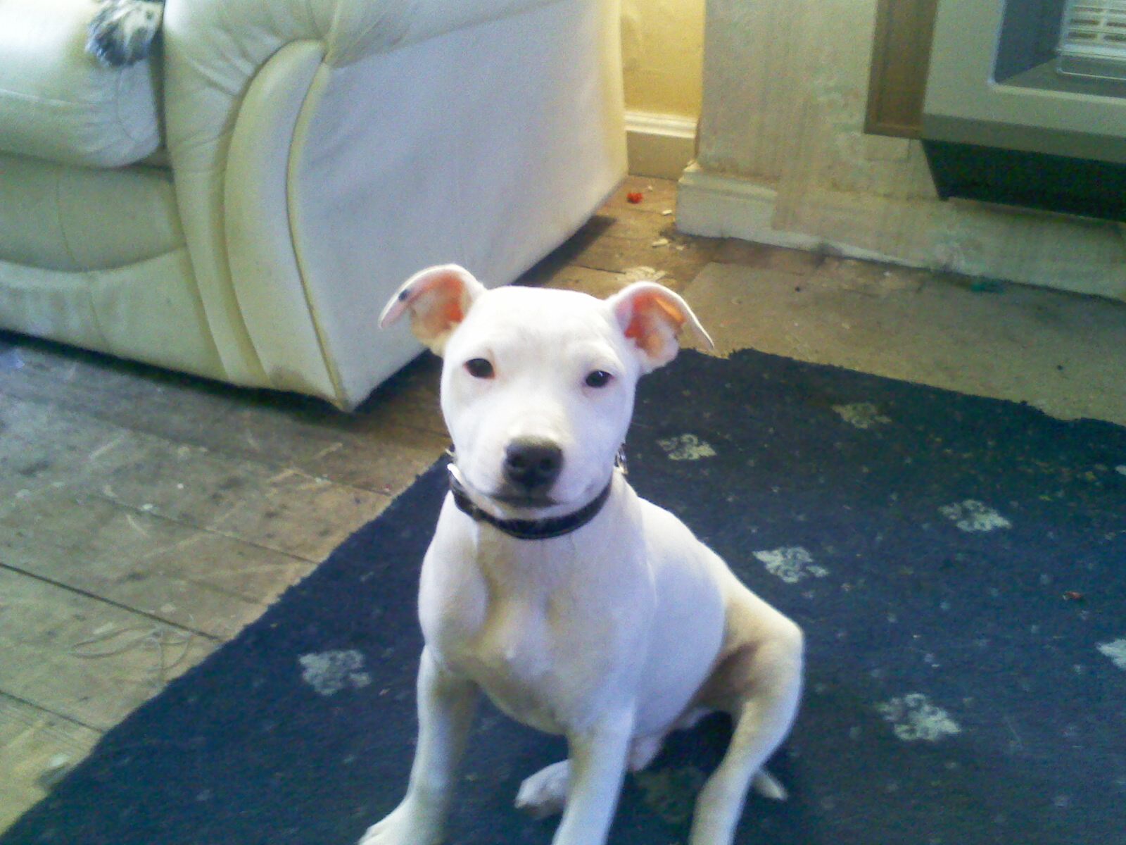 Irish Staffordshire Bull Terrier | GreatDogSite