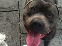 Irish Staffordshire Bull Terrier | GreatDogSite