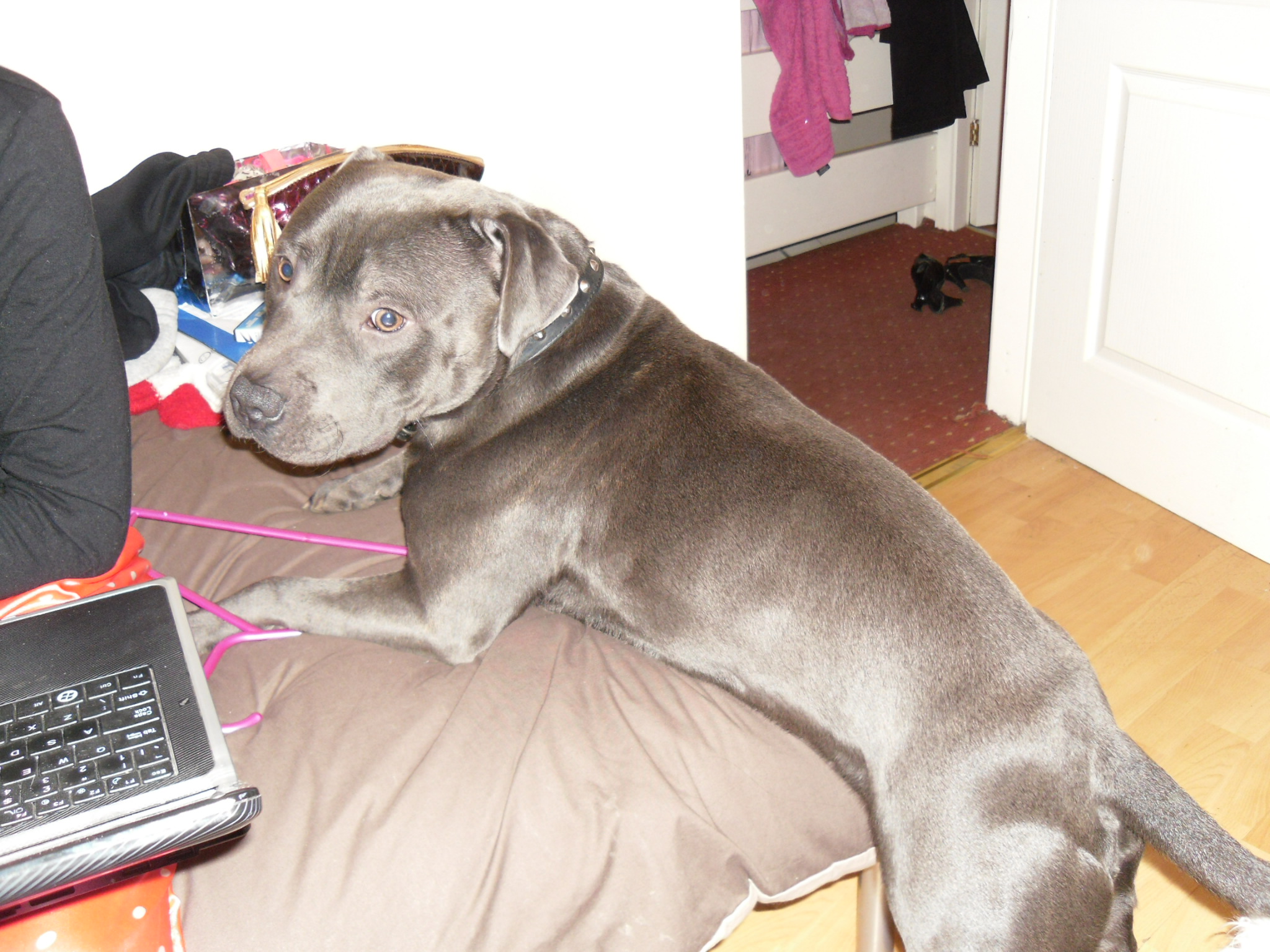 Irish Staffordshire Bull Terrier | GreatDogSite