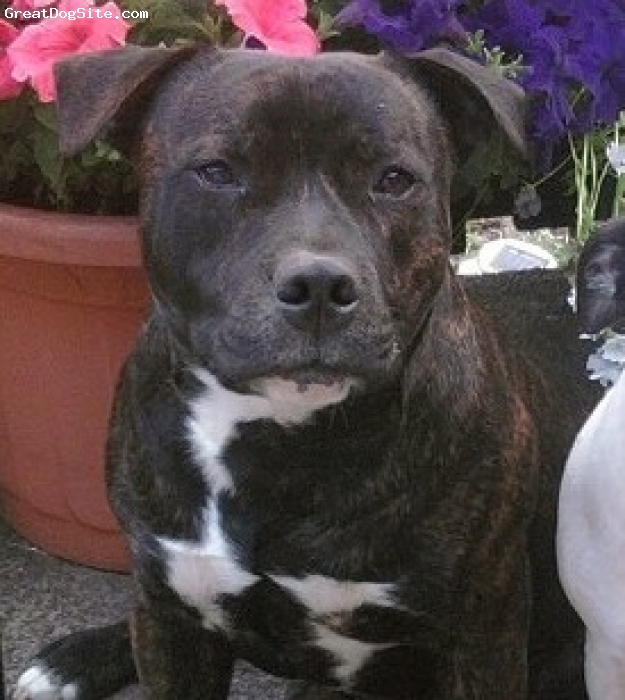 A photo of a 1 old, Black/brindle, Irish Staffordshire Bull Terrier ...
