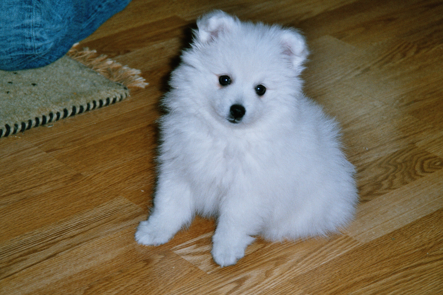 Japanese Spitz | GreatDogSite