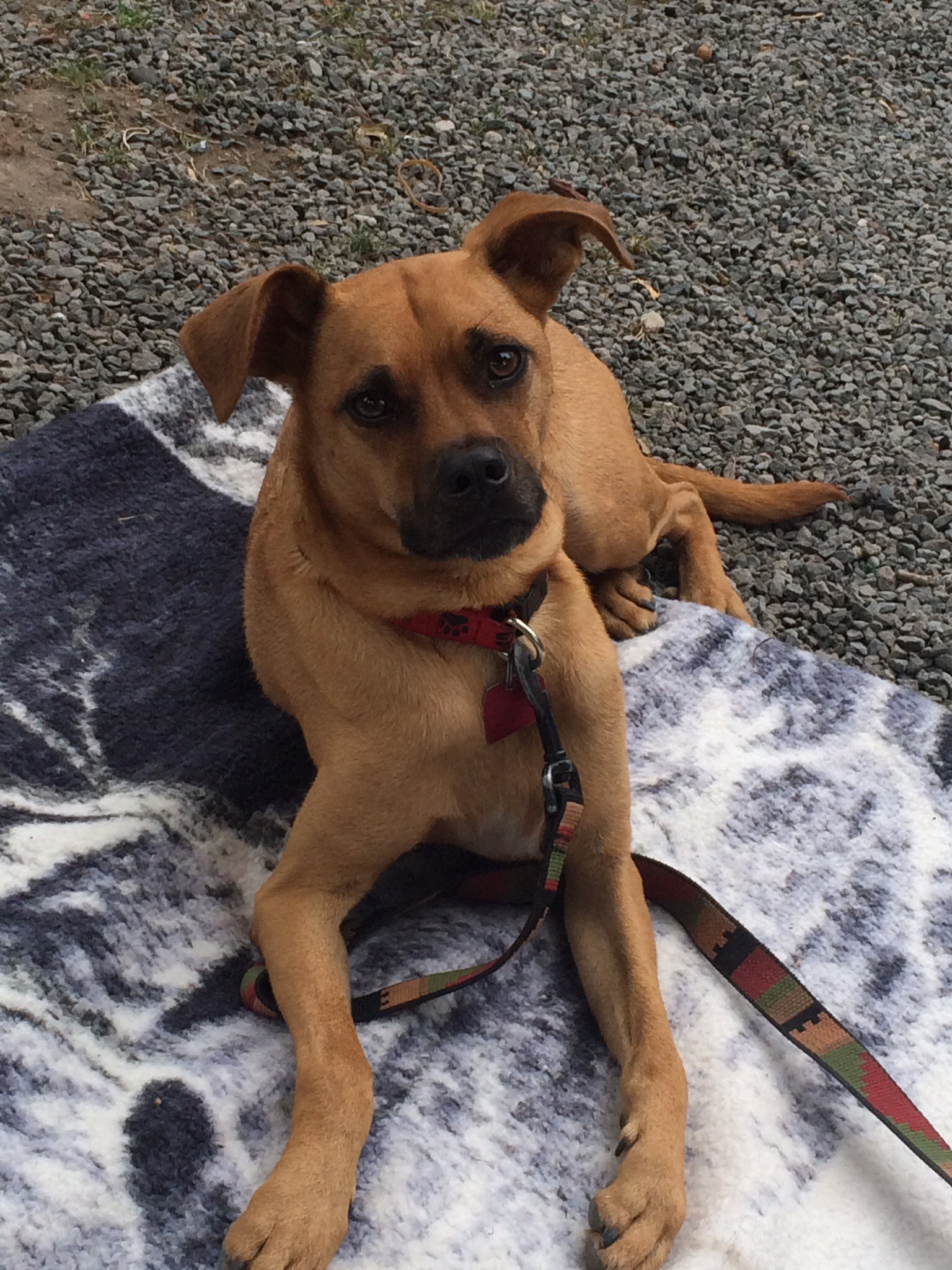 Kemmer Feist | GreatDogSite