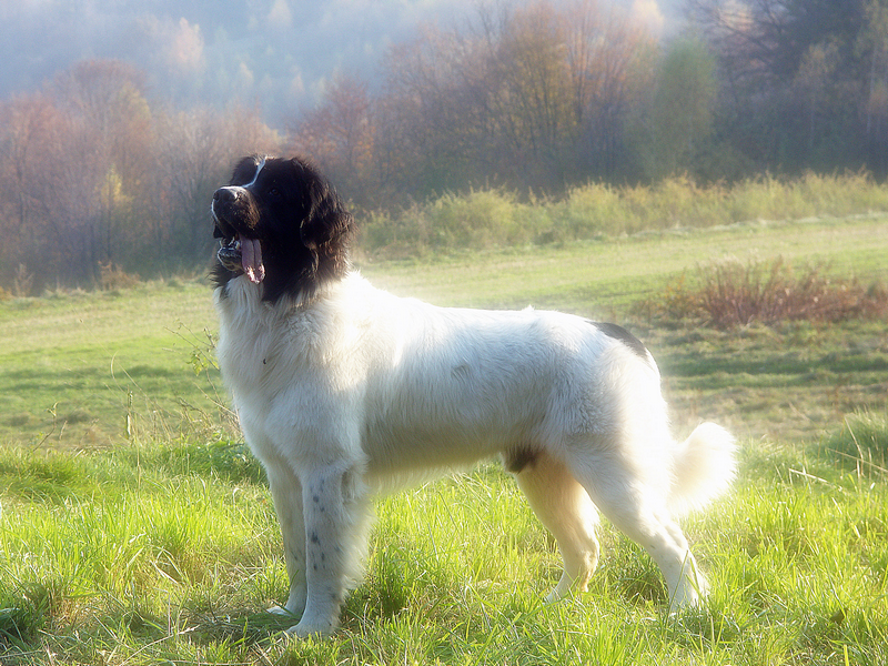Landseer Newfoundland | GreatDogSite