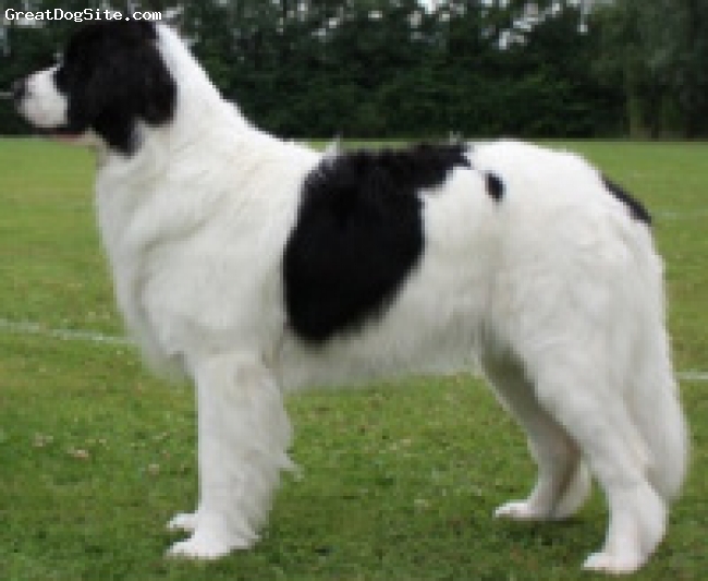 Landseer Newfoundland Poodle Mix at Patrick Purcell blog