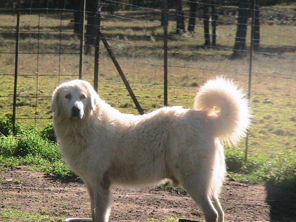 What Is The Difference Between Maremma Sheepdog And Kangal Dog