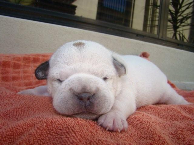 Miniature Australian Bulldog | GreatDogSite