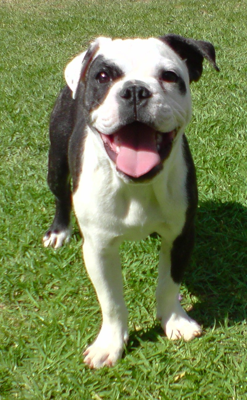 Miniature Australian Bulldog | GreatDogSite