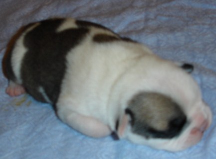 Miniature Australian Bulldog | GreatDogSite